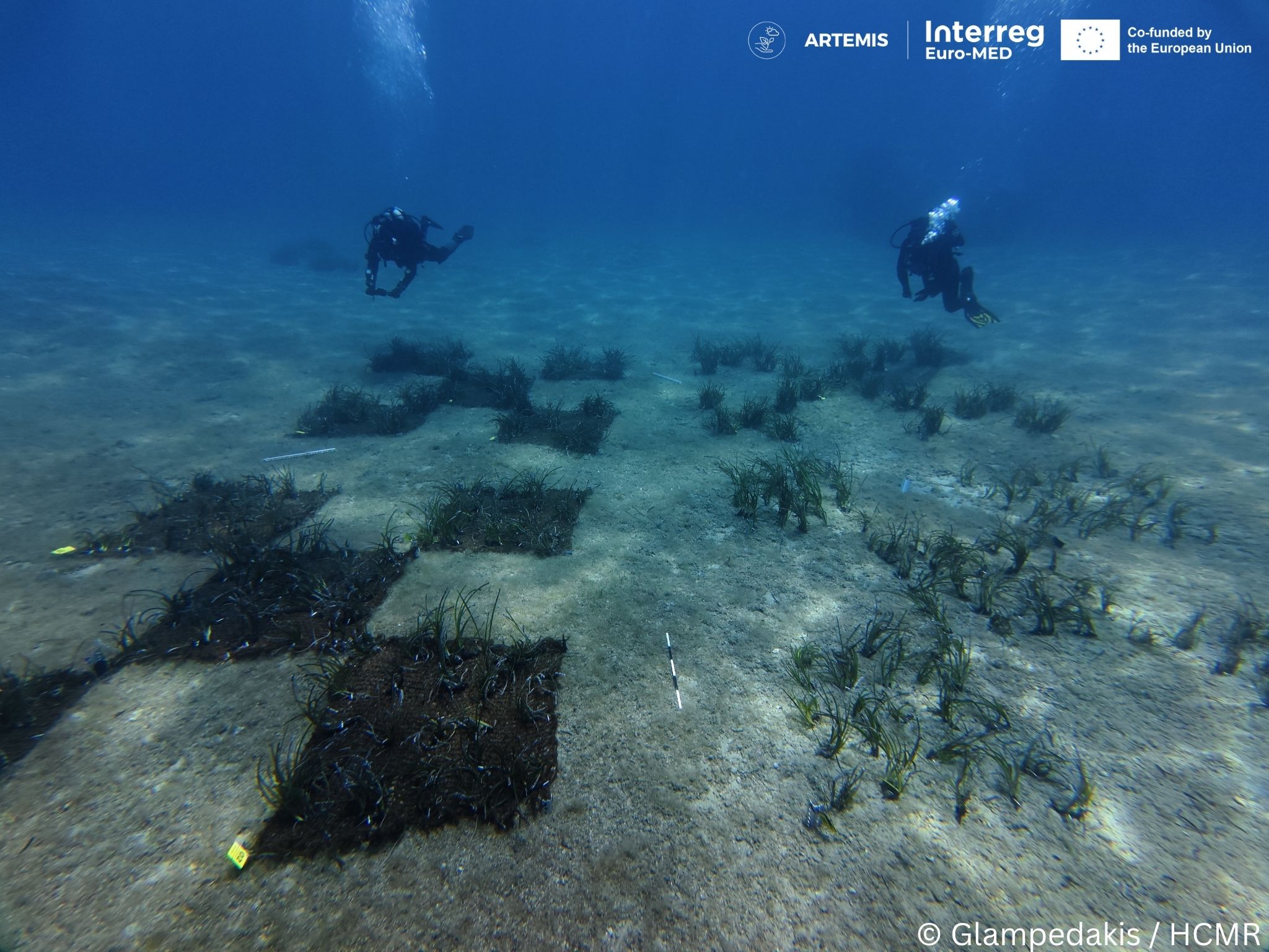 Restoring Posidonia Meadows in Atzikiari Bay with ARTEMIS - The Green Tank